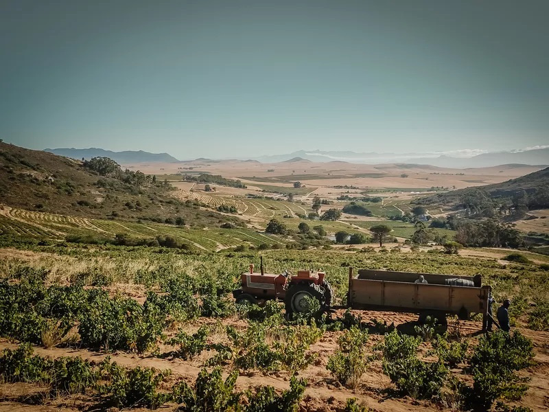 Building resilient vineyards | News & features | Wines of South Africa