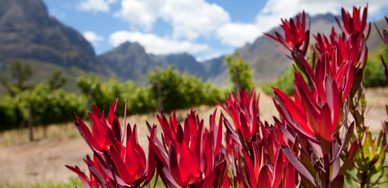 Fynbos | News & features | Wines of South Africa