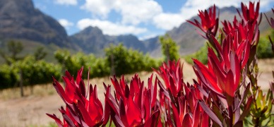 Homepage | Wines of South Africa